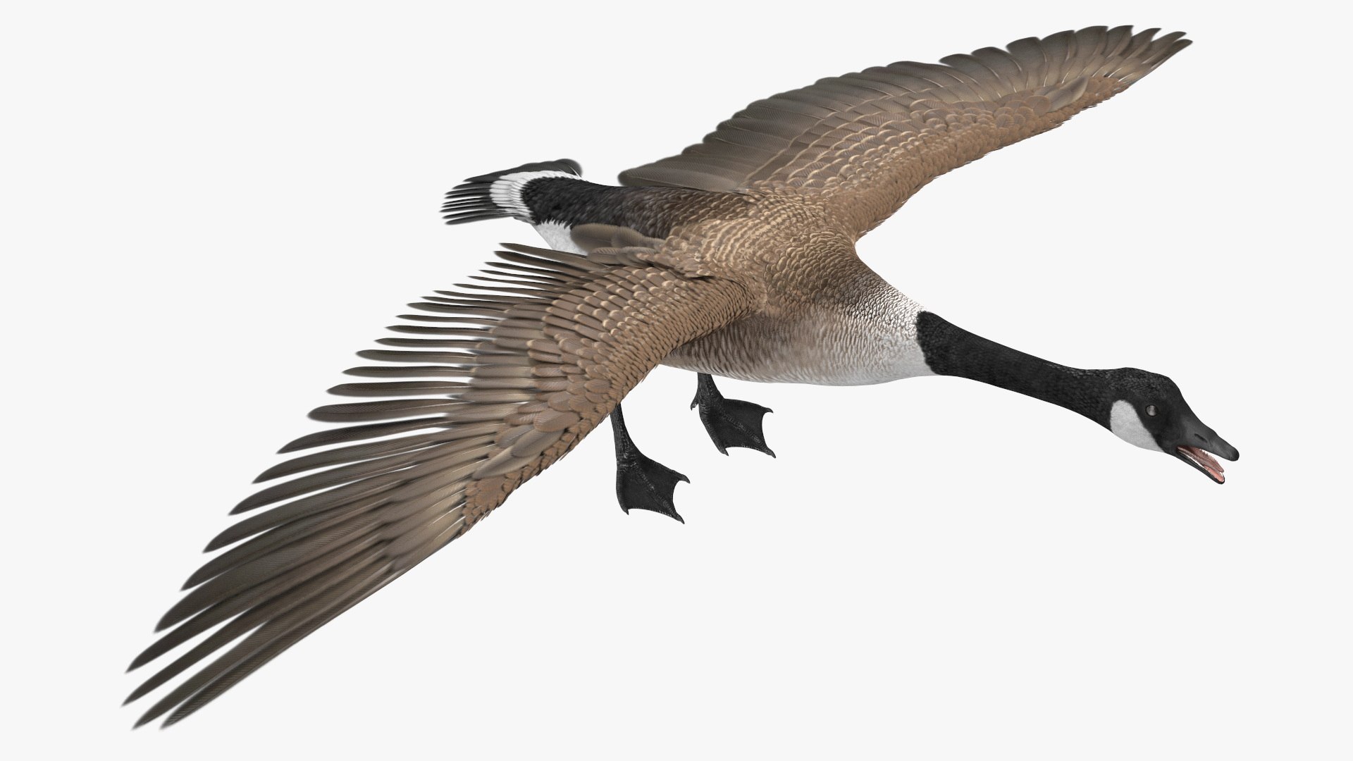3D Canada Goose Rigged - TurboSquid 2111552
