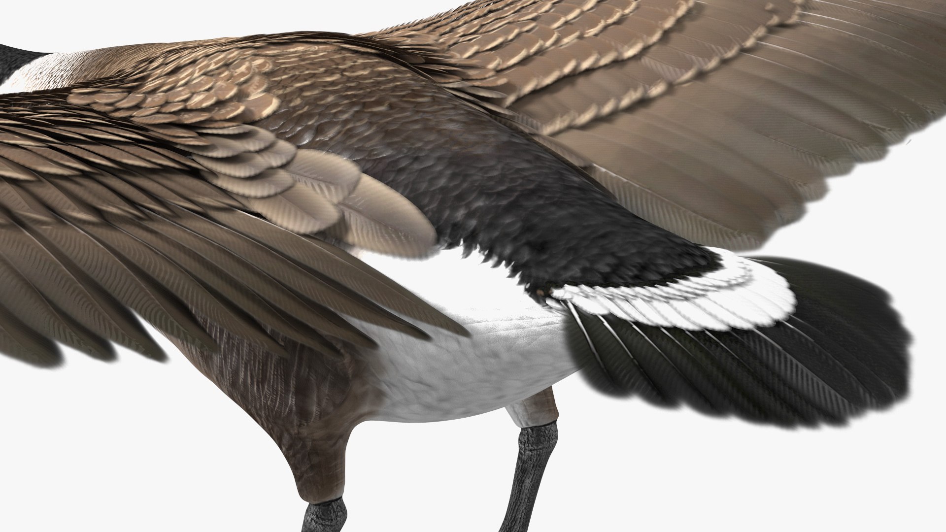 3D Canada Goose Rigged - TurboSquid 2111552