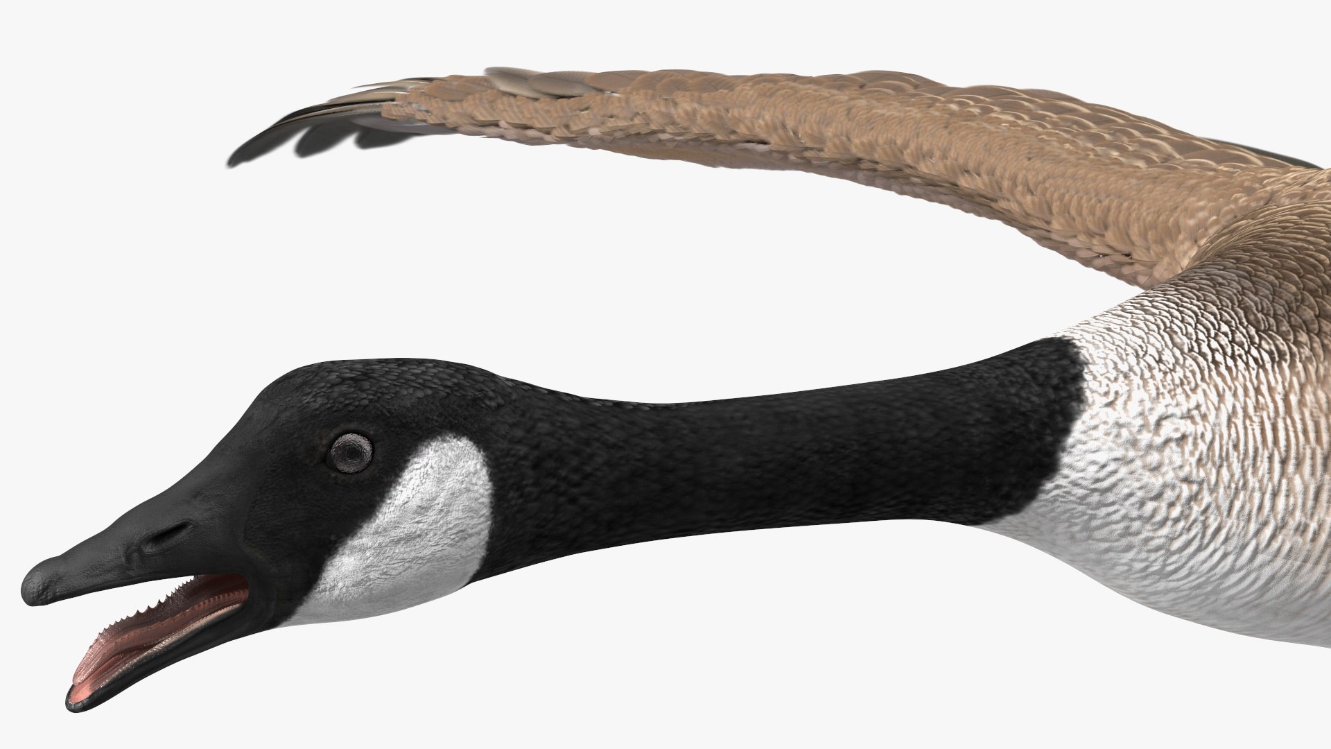 3D Canada Goose Rigged - TurboSquid 2111552