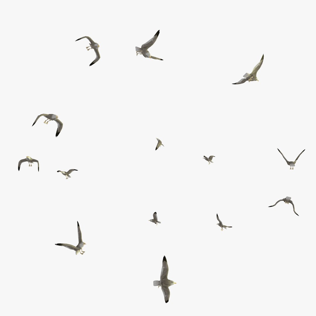 Group Flying Seagulls Animation 3d C4d