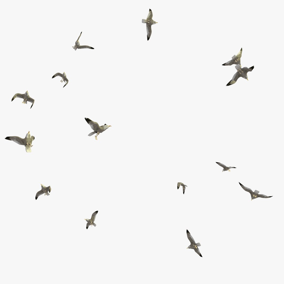 Group Flying Seagulls Animation 3d C4d