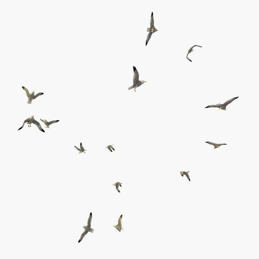 Group Flying Seagulls Animation 3d C4d