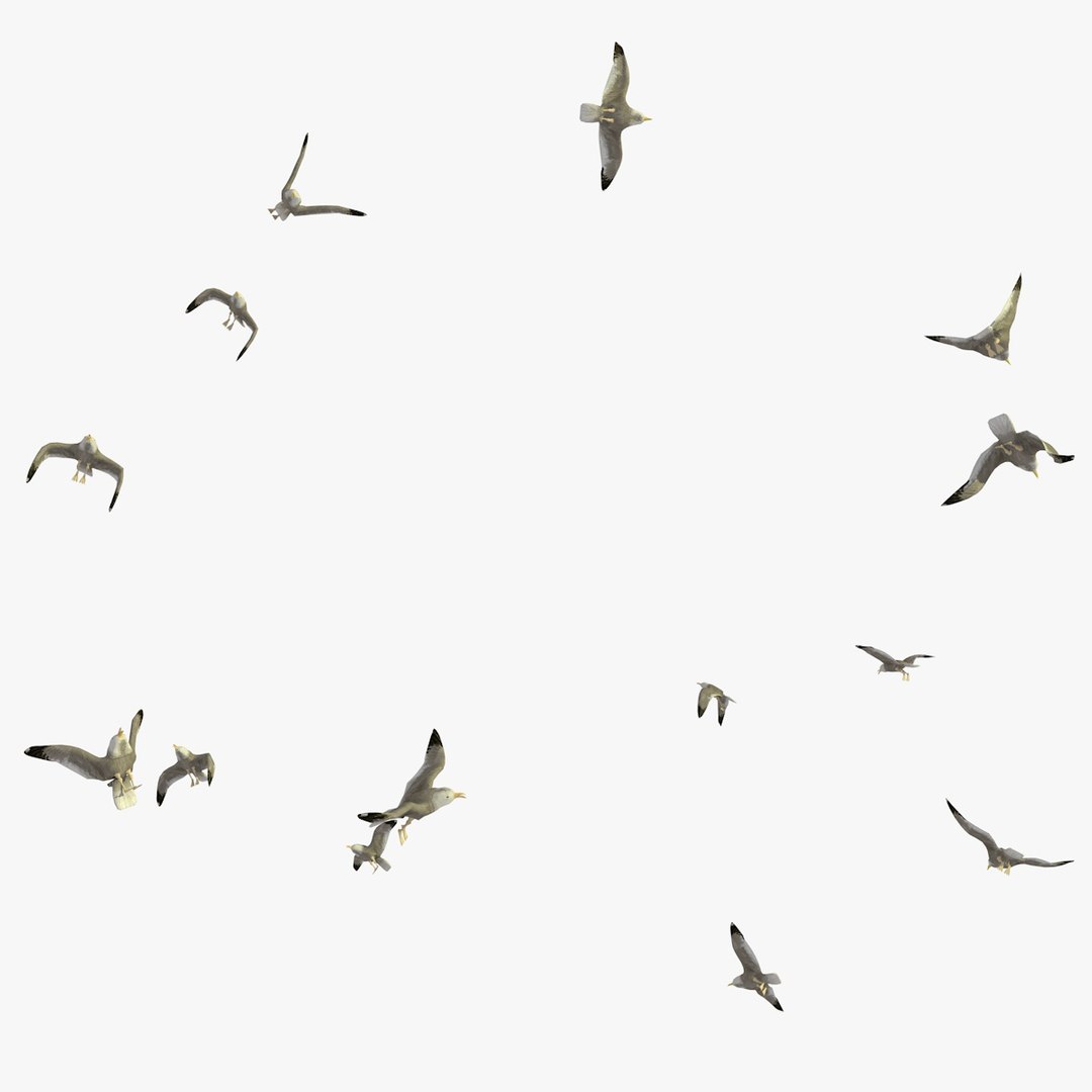 Group Flying Seagulls Animation 3d C4d