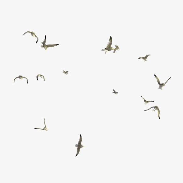 Bird Flying 3D Models for Download | TurboSquid