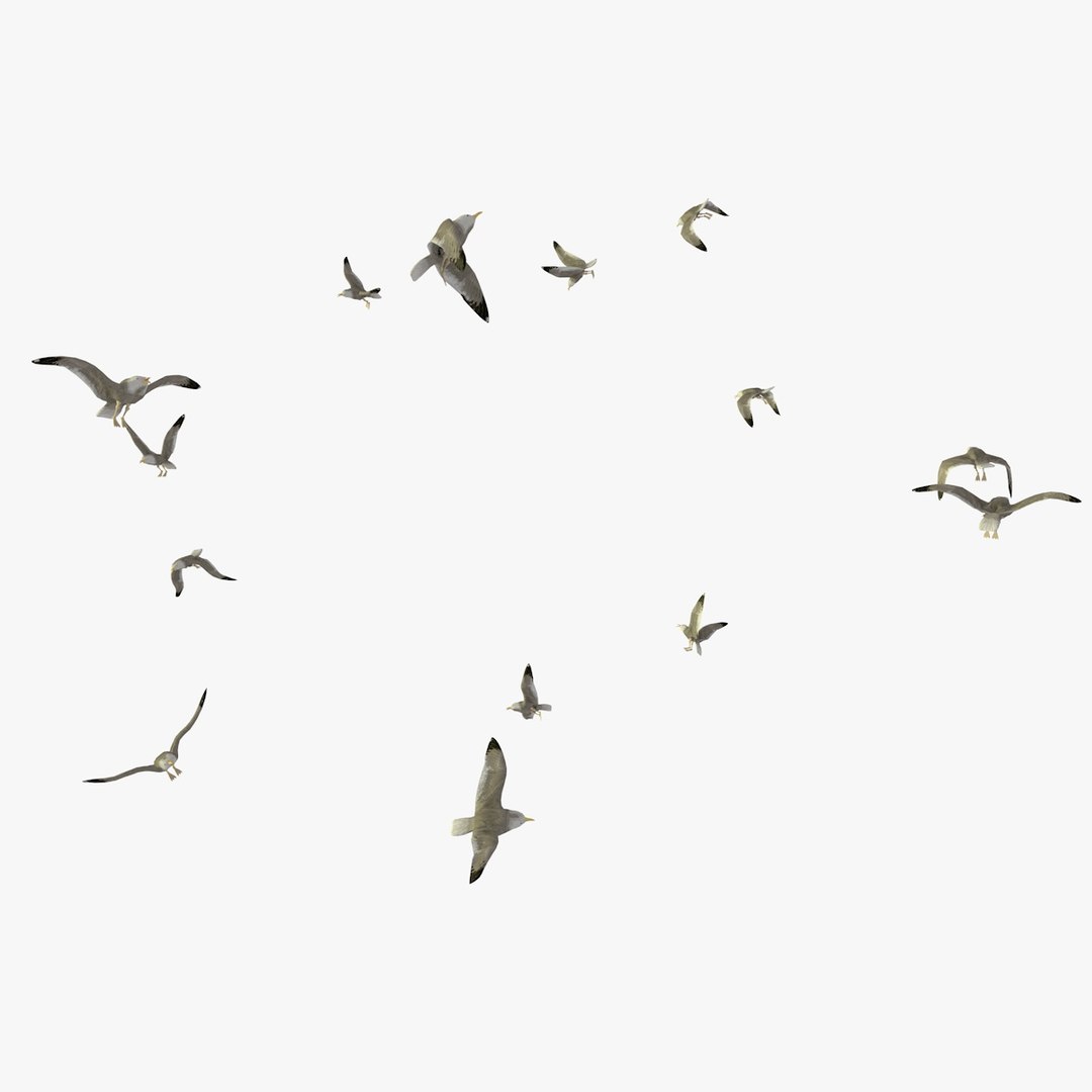 Group Flying Seagulls Animation 3d C4d