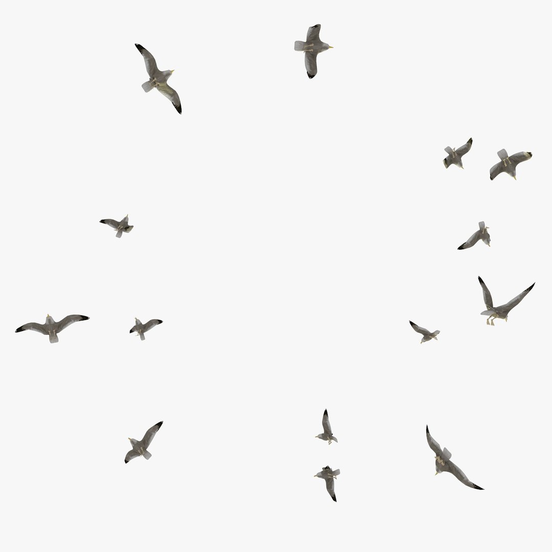 Group Flying Seagulls Animation 3d C4d