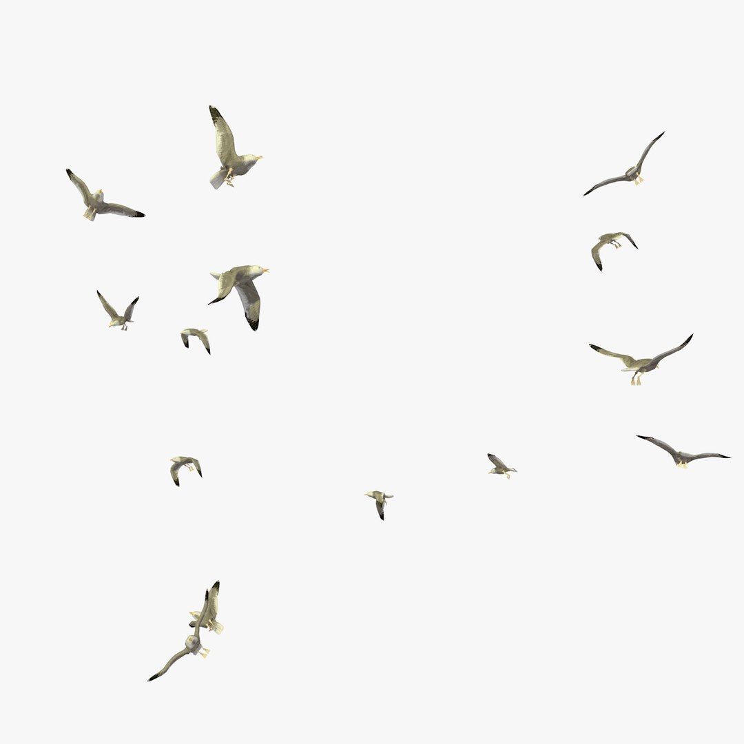 Group Flying Seagulls Animation 3d C4d