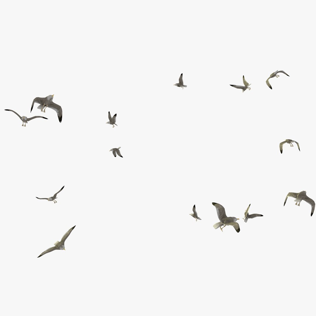 Group Flying Seagulls Animation 3d C4d