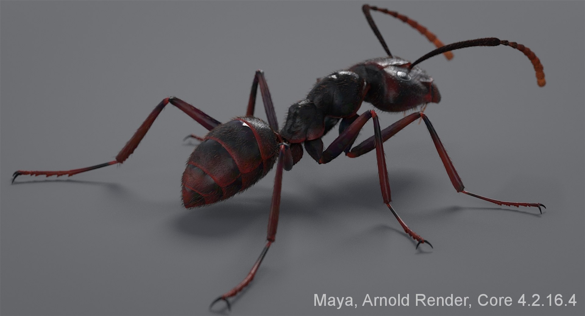Realistic Black Ant Real Model - TurboSquid 1339012
