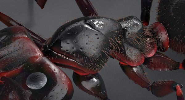 Realistic black ant real model - TurboSquid 1339012