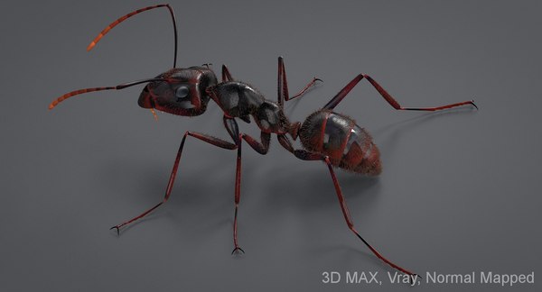 Realistic black ant real model - TurboSquid 1339012
