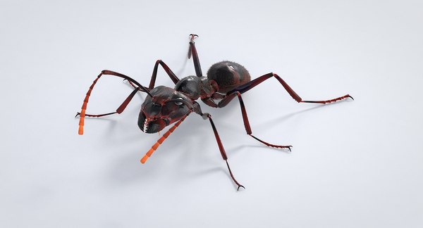 Realistic black ant real model - TurboSquid 1339012