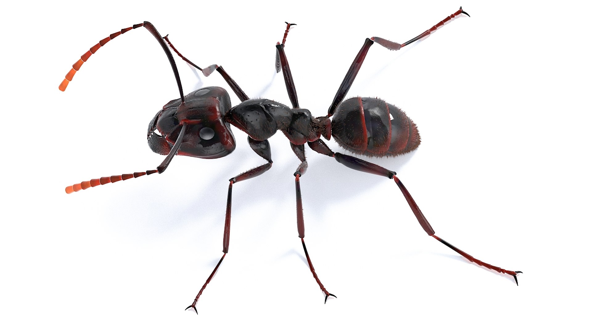 Realistic Black Ant Real Model - TurboSquid 1339012