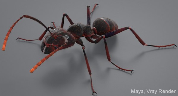 Realistic black ant real model - TurboSquid 1339012