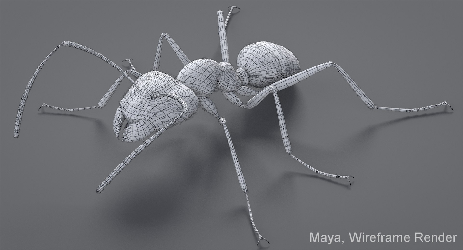 Realistic Black Ant Real Model - TurboSquid 1339012