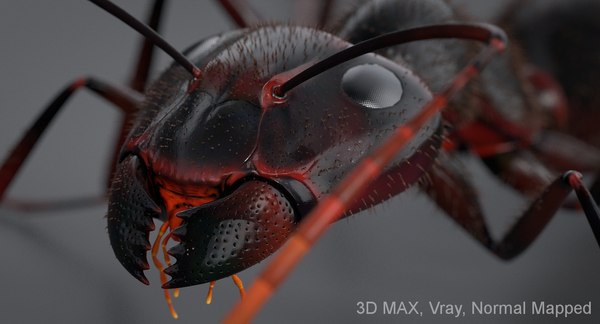 Realistic black ant real model - TurboSquid 1339012