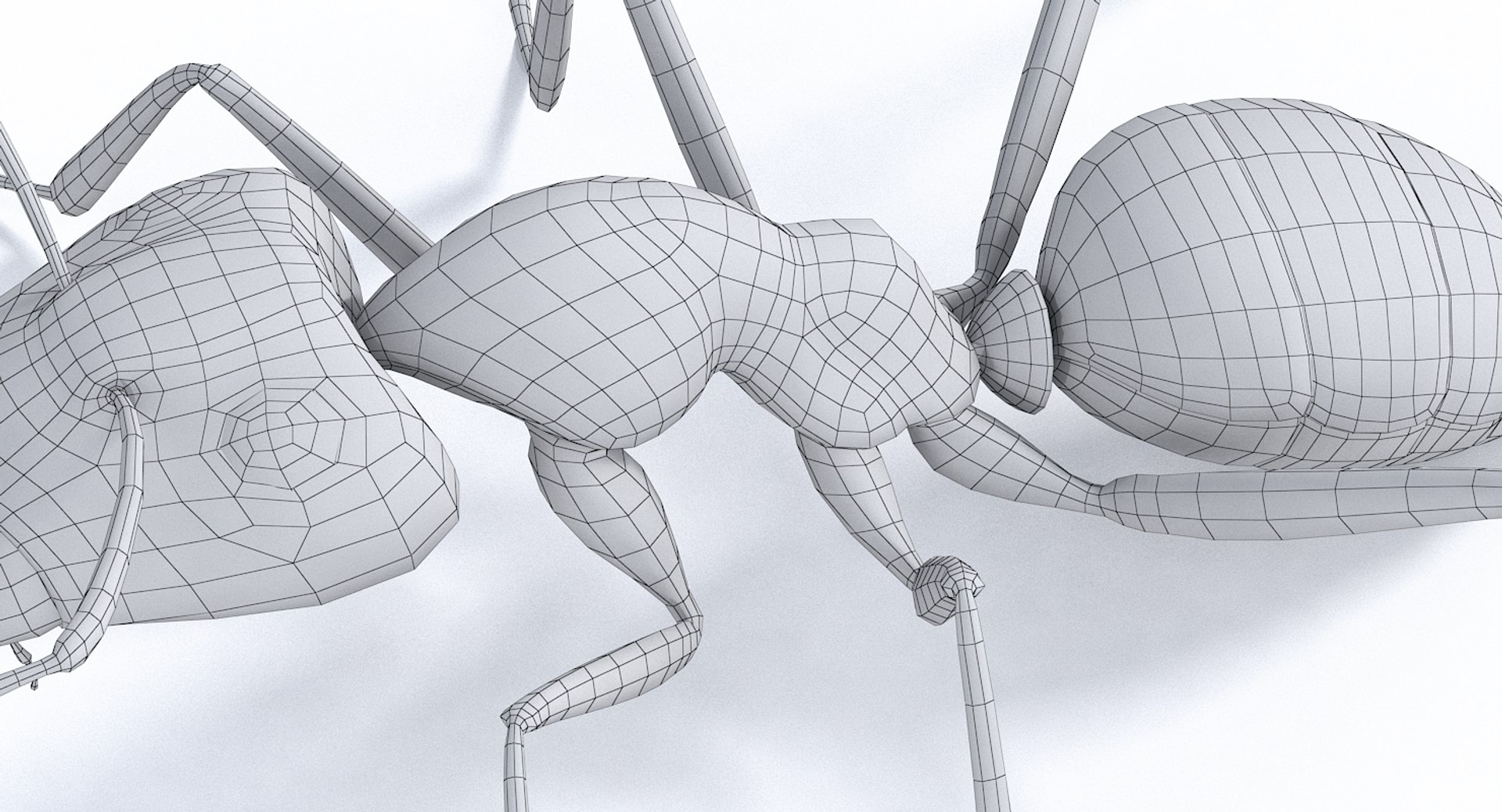 Realistic Black Ant Real Model - TurboSquid 1339012