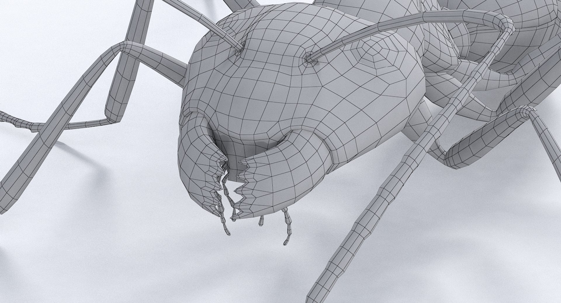 Realistic Black Ant Real Model - TurboSquid 1339012