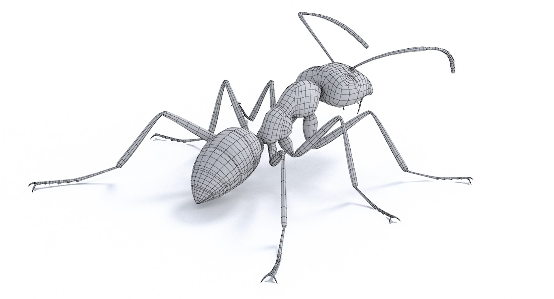 Realistic Black Ant Real Model - TurboSquid 1339012