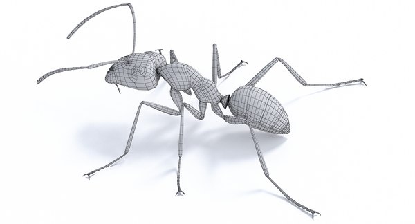 Realistic black ant real model - TurboSquid 1339012