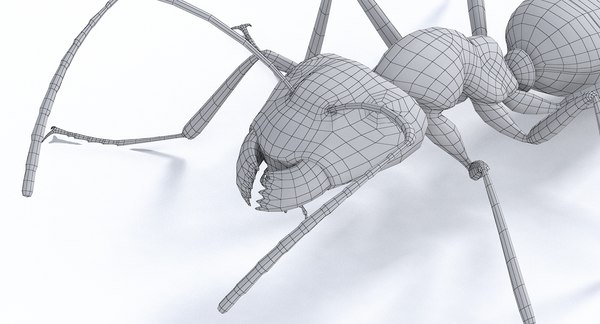Realistic black ant real model - TurboSquid 1339012