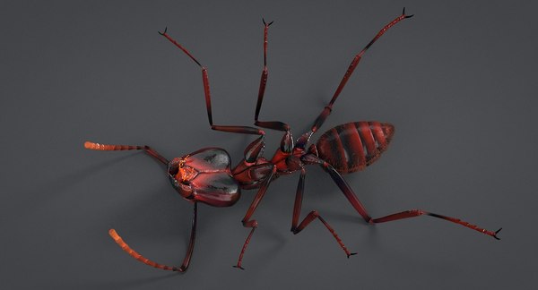 Realistic black ant real model - TurboSquid 1339012
