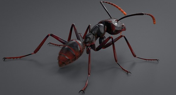 Realistic black ant real model - TurboSquid 1339012