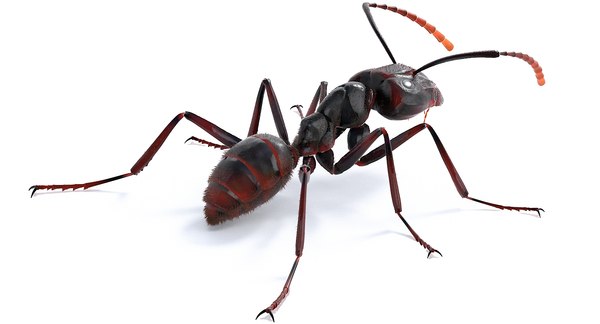 Realistic black ant real model - TurboSquid 1339012
