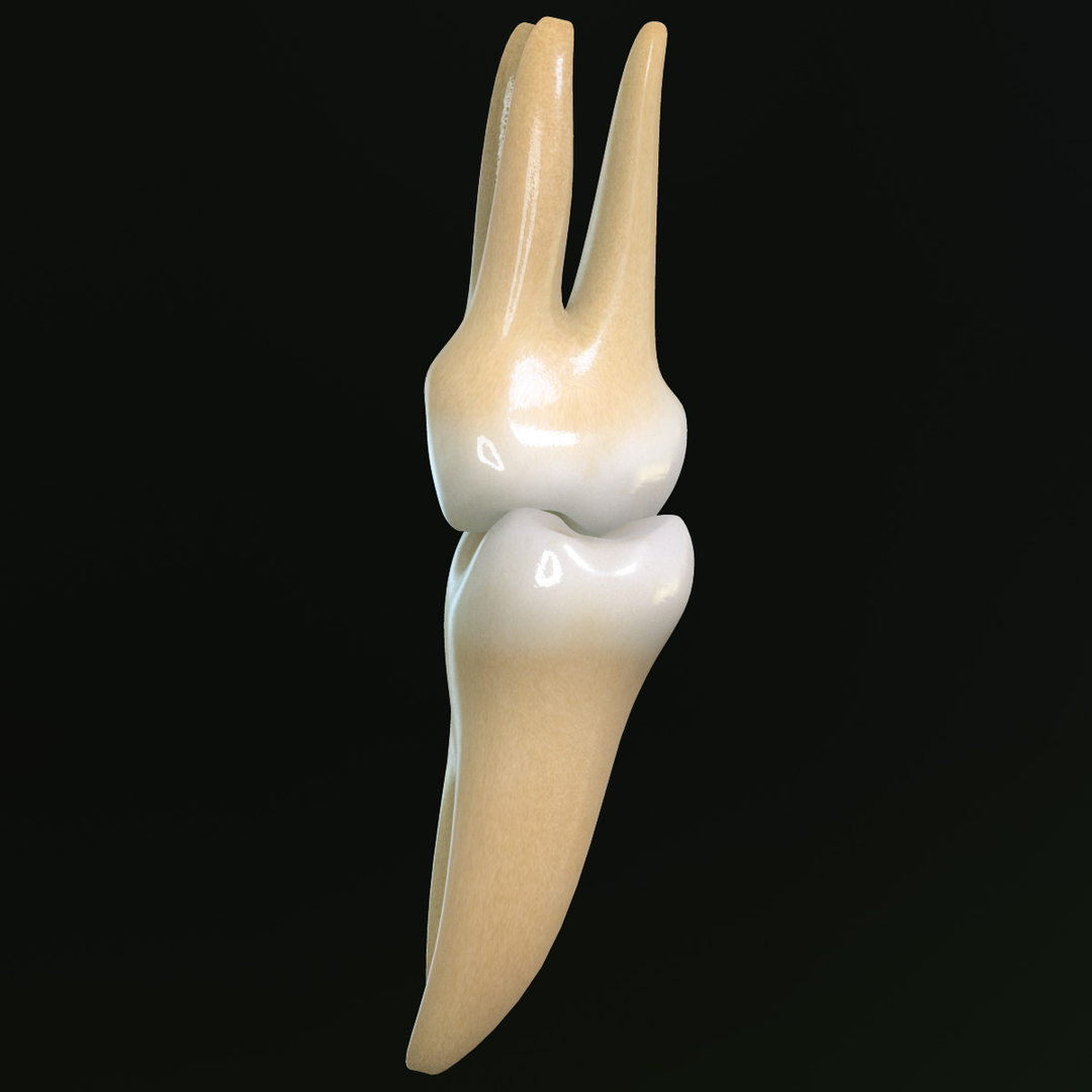 Teeth Molars 3d Max