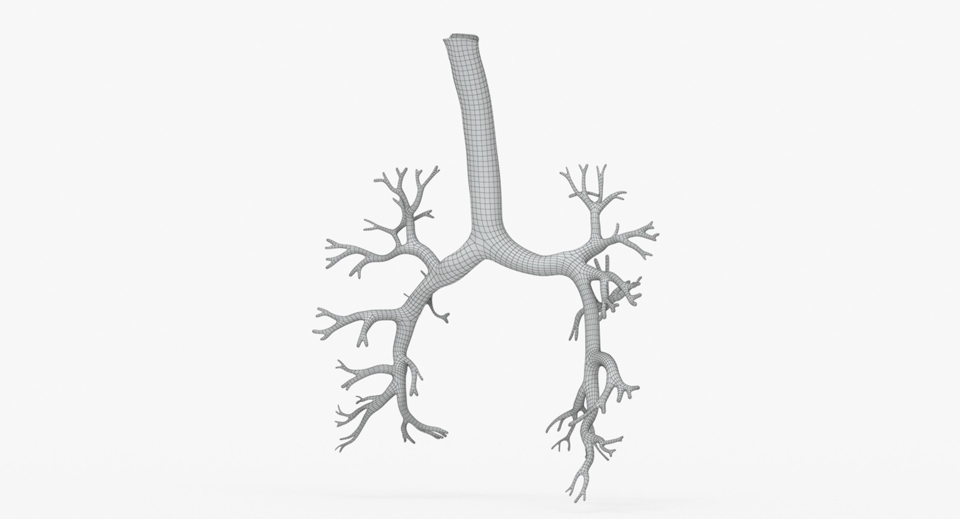3D Bronchi Anatomical Segments Model - TurboSquid 1383518