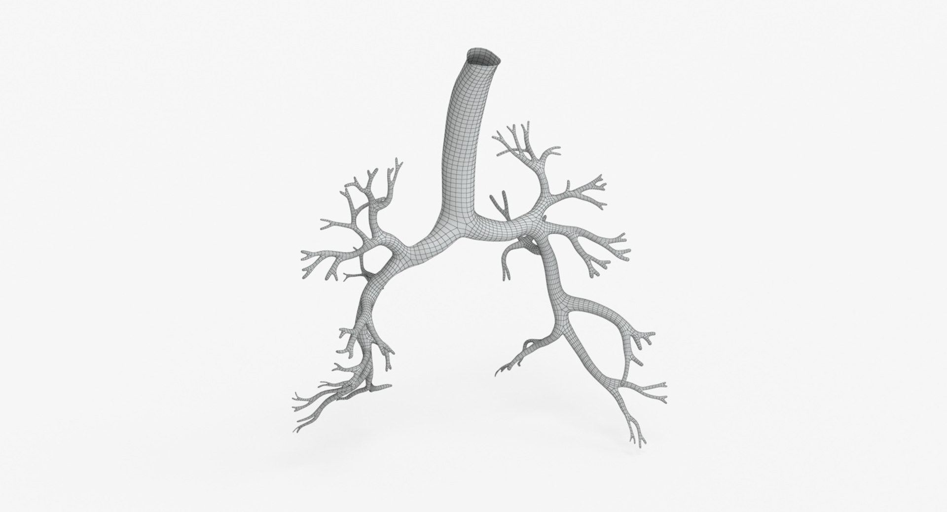 3D Bronchi Anatomical Segments Model - TurboSquid 1383518