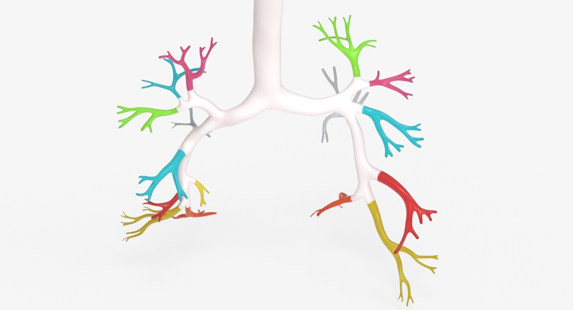 3D Bronchi Anatomical Segments Model - TurboSquid 1383518