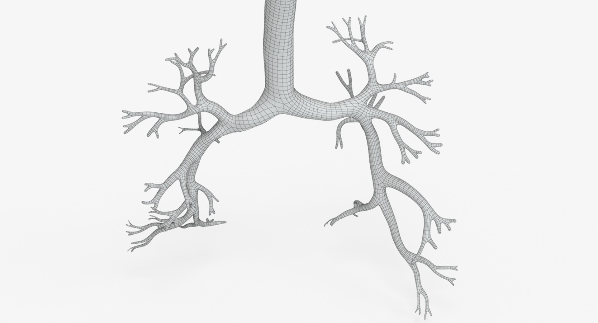 3D Bronchi Anatomical Segments Model - TurboSquid 1383518