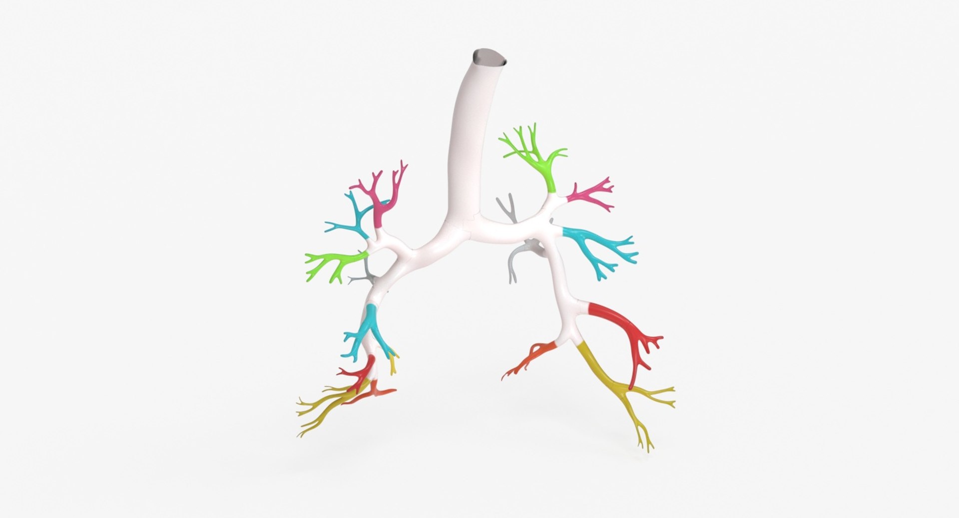 3D Bronchi Anatomical Segments Model - TurboSquid 1383518