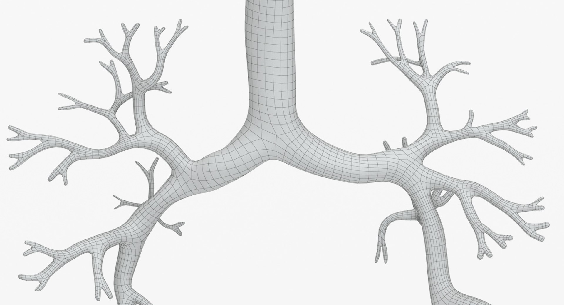 3D Bronchi Anatomical Segments Model - TurboSquid 1383518