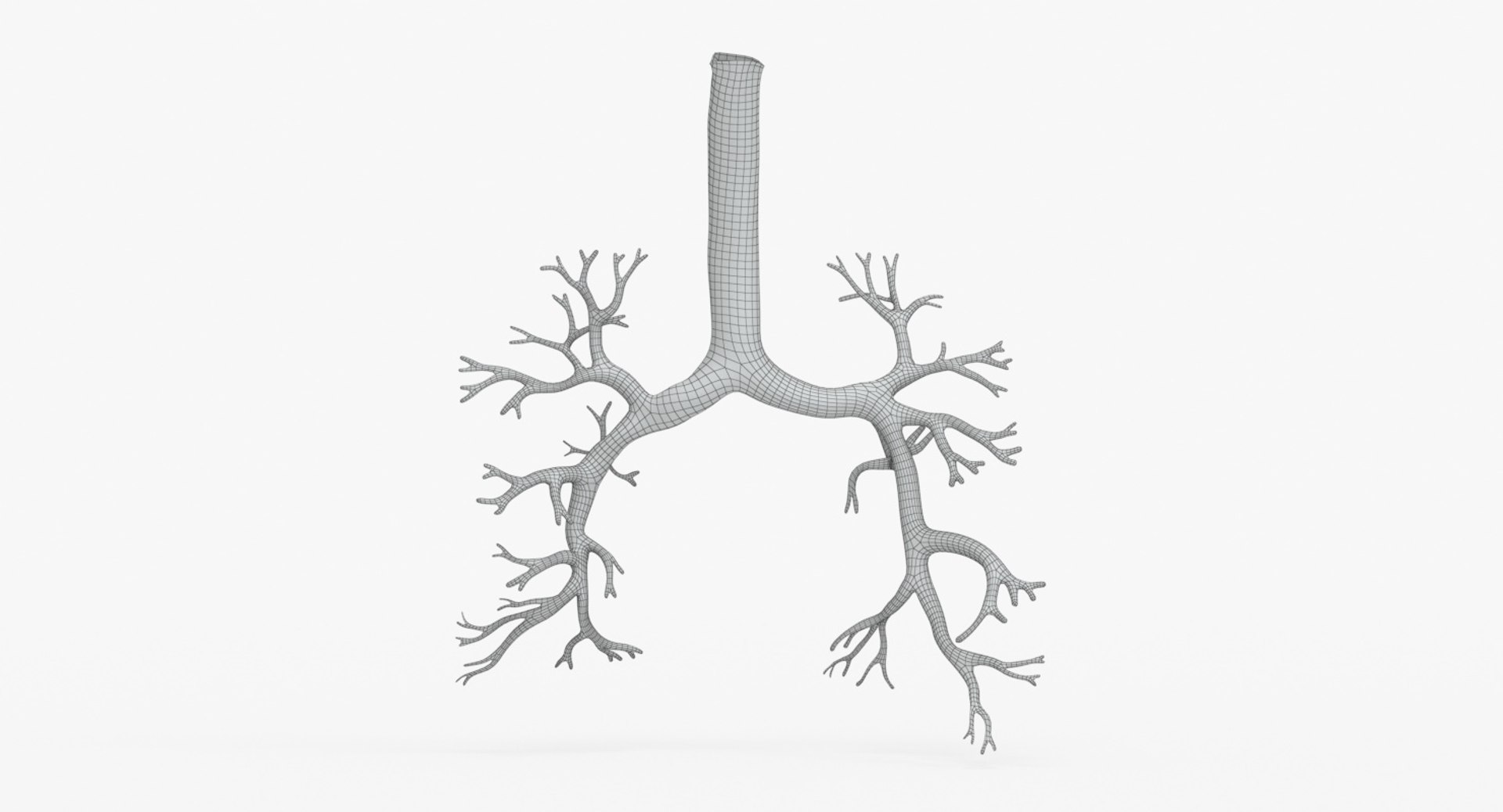 3D Bronchi Anatomical Segments Model - TurboSquid 1383518