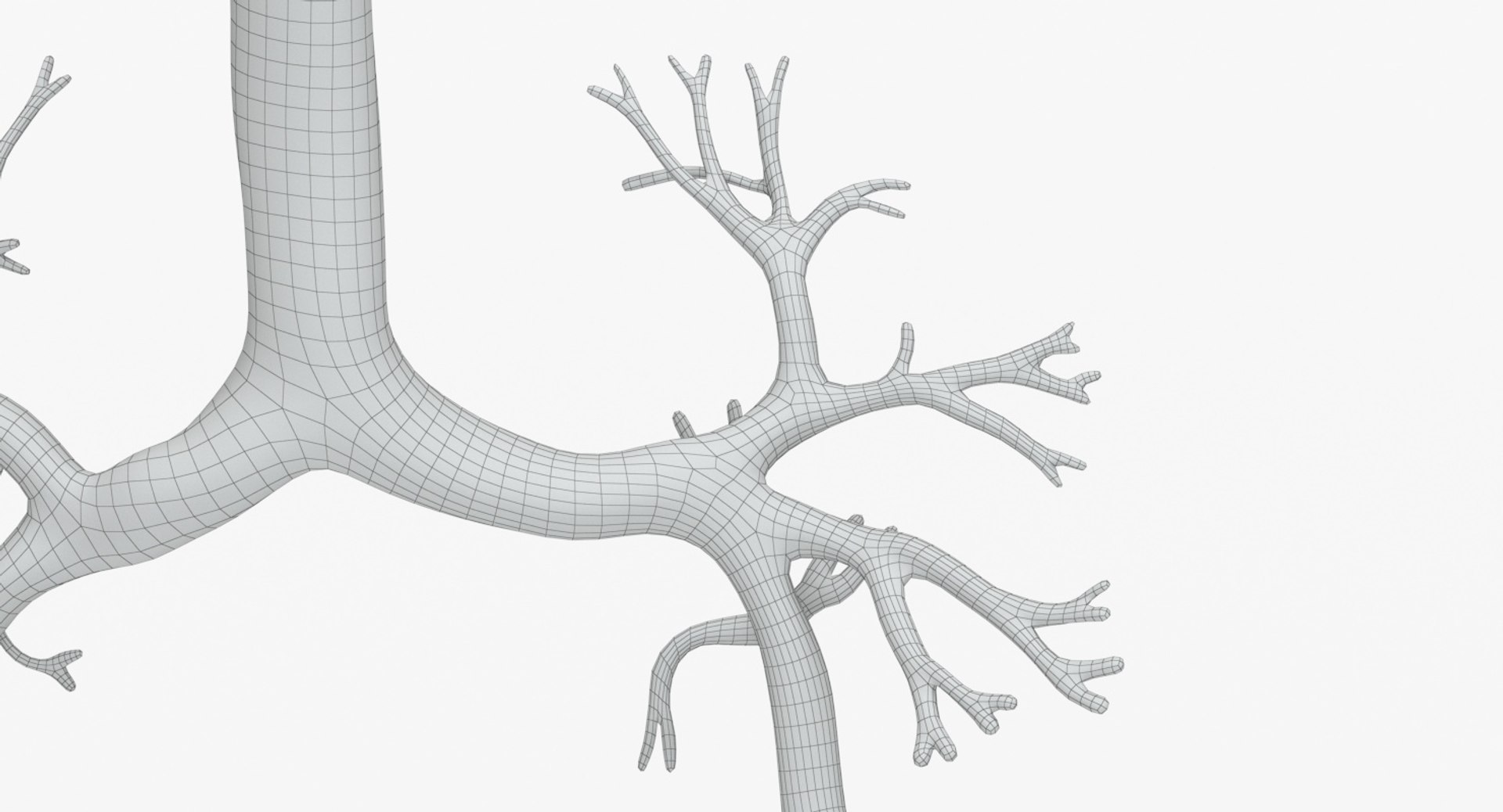 3D Bronchi Anatomical Segments Model - TurboSquid 1383518