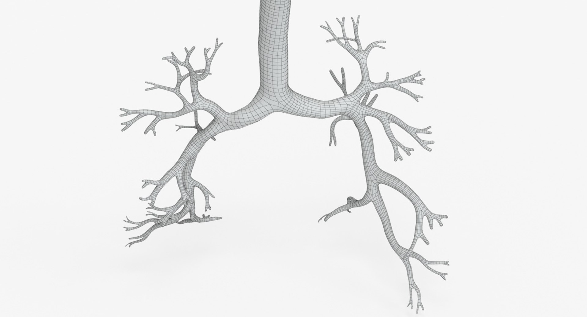 3D Bronchi Anatomical Segments Model - TurboSquid 1383518
