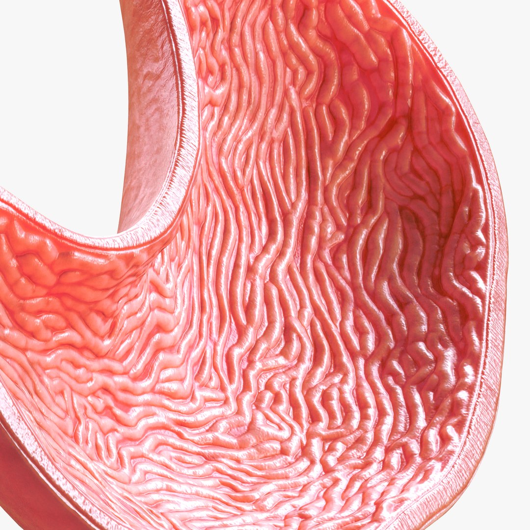 3D Model Human Stomach Cross Section C4D - TurboSquid 2018349