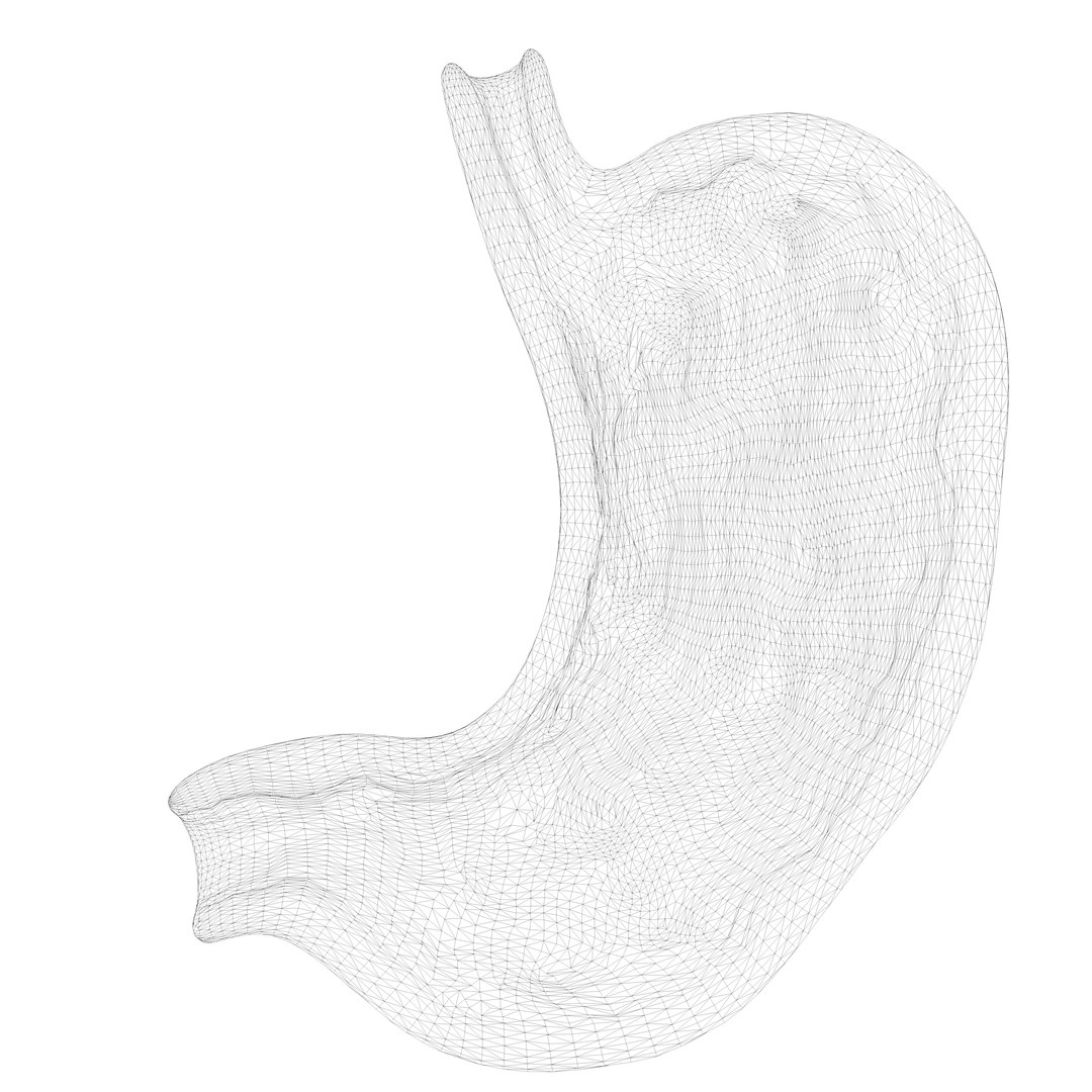 3D Model Human Stomach Cross Section C4D - TurboSquid 2018349