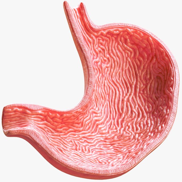 modèle 3D de Human Stomach Cross Section C4D - TurboSquid 2018349