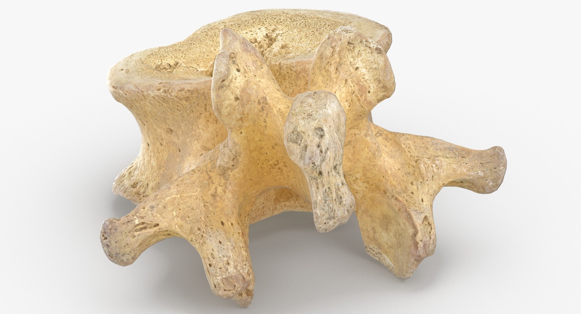Lumbar Vertebrae L1 L5 3D Model - TurboSquid 1588654