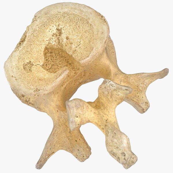 3D lumbar vertebrae l1 l5 model - TurboSquid 1588653