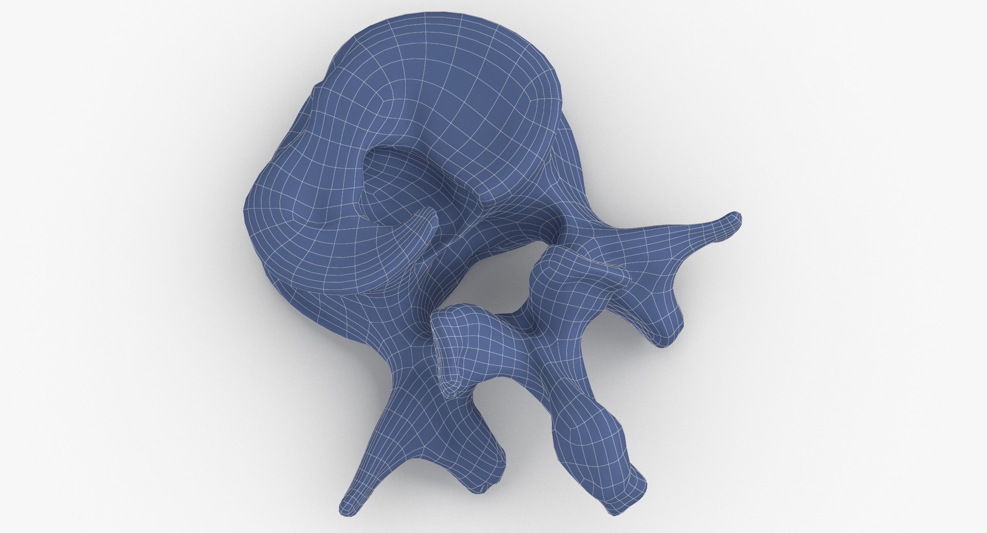 Lumbar Vertebrae L1 L5 3D Model - TurboSquid 1588654