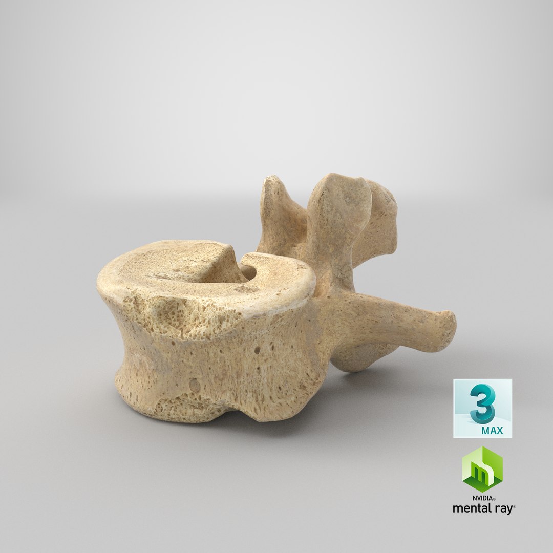 Lumbar vertebrae l1 l5 3D model - TurboSquid 1588654