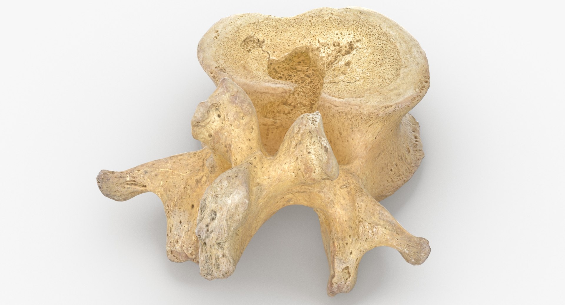 Lumbar Vertebrae L1 L5 3D Model - TurboSquid 1588654