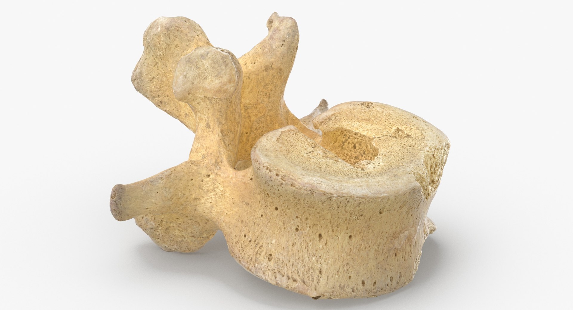 Lumbar Vertebrae L1 L5 3D Model - TurboSquid 1588654