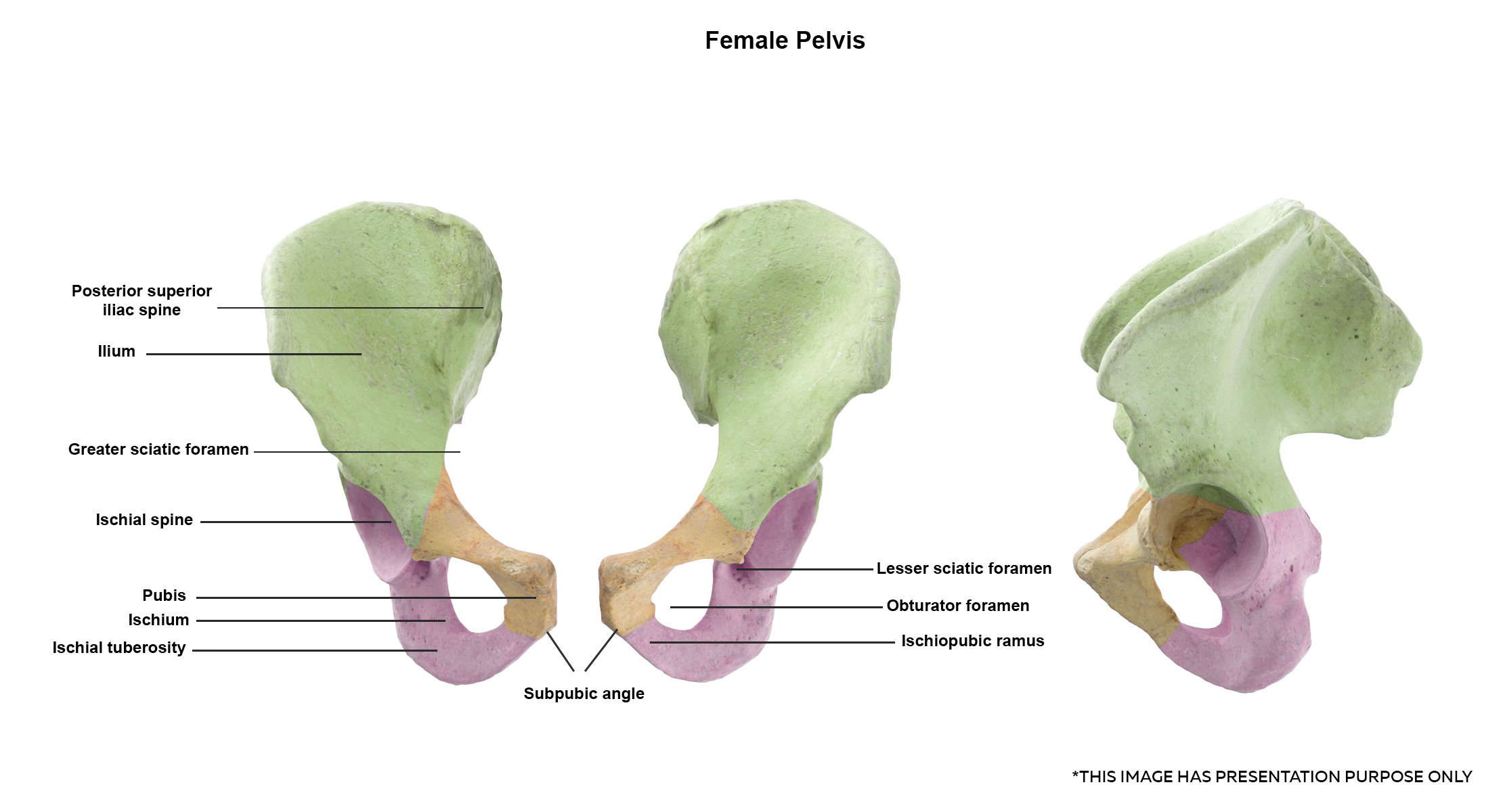 3D Human Rib Cages Spines and Female Pelvis Bones Collection 02 - 2 ...