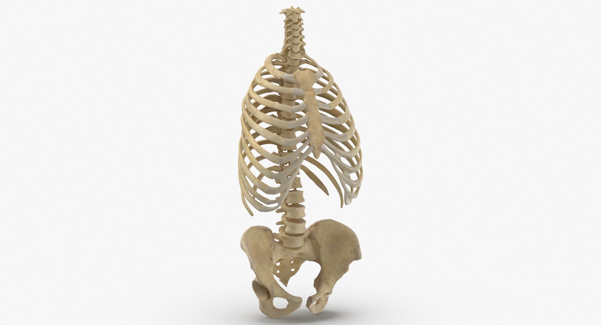 3D Human Rib Cages Spines And Female Pelvis Bones Collection 02 - 2 Models Model - TurboSquid ...