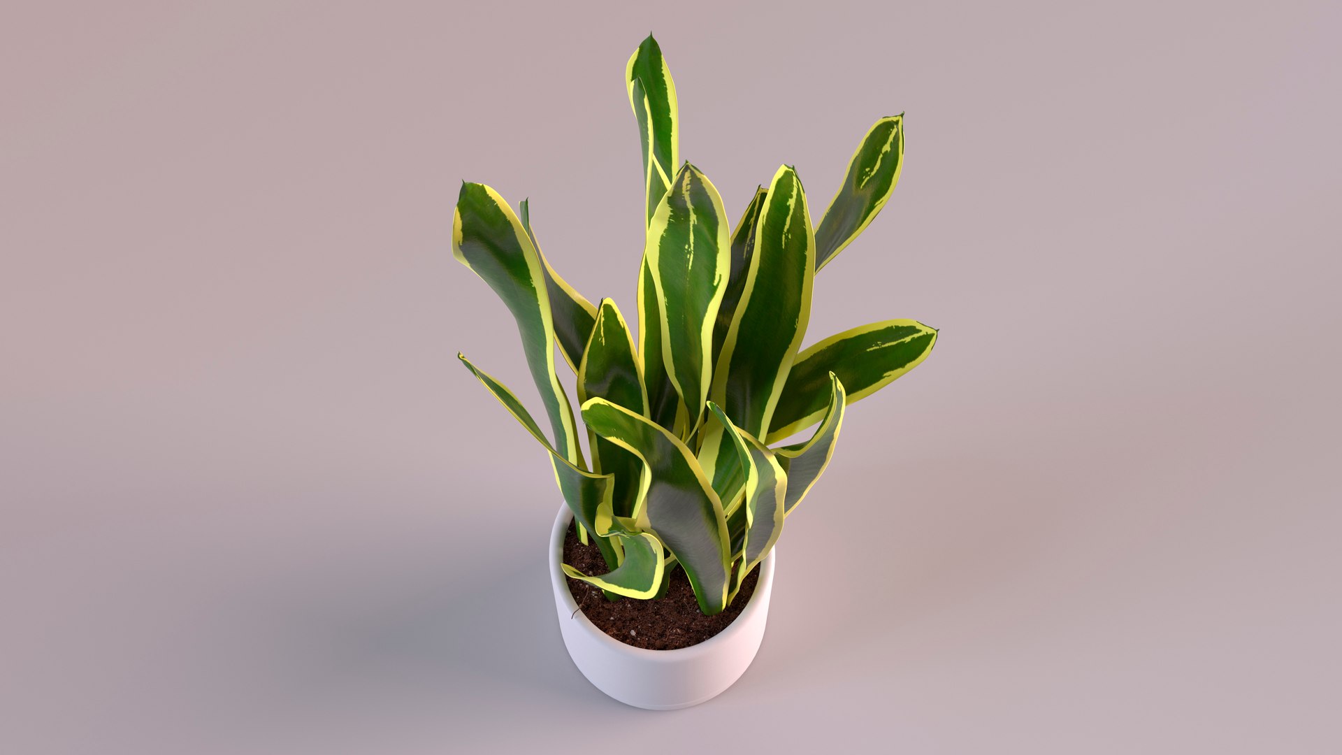 3D Sansevieria Trifasciata - TurboSquid 2119167